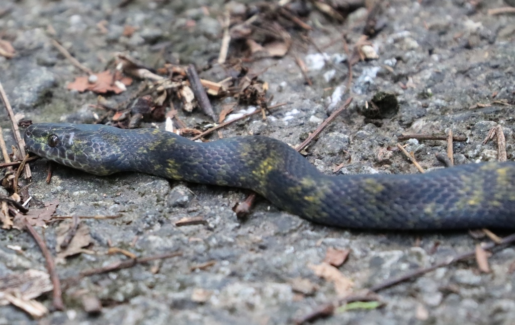Olive House Snake from Yarmein, Liberia on April 11, 2021 at 08:24 AM ...