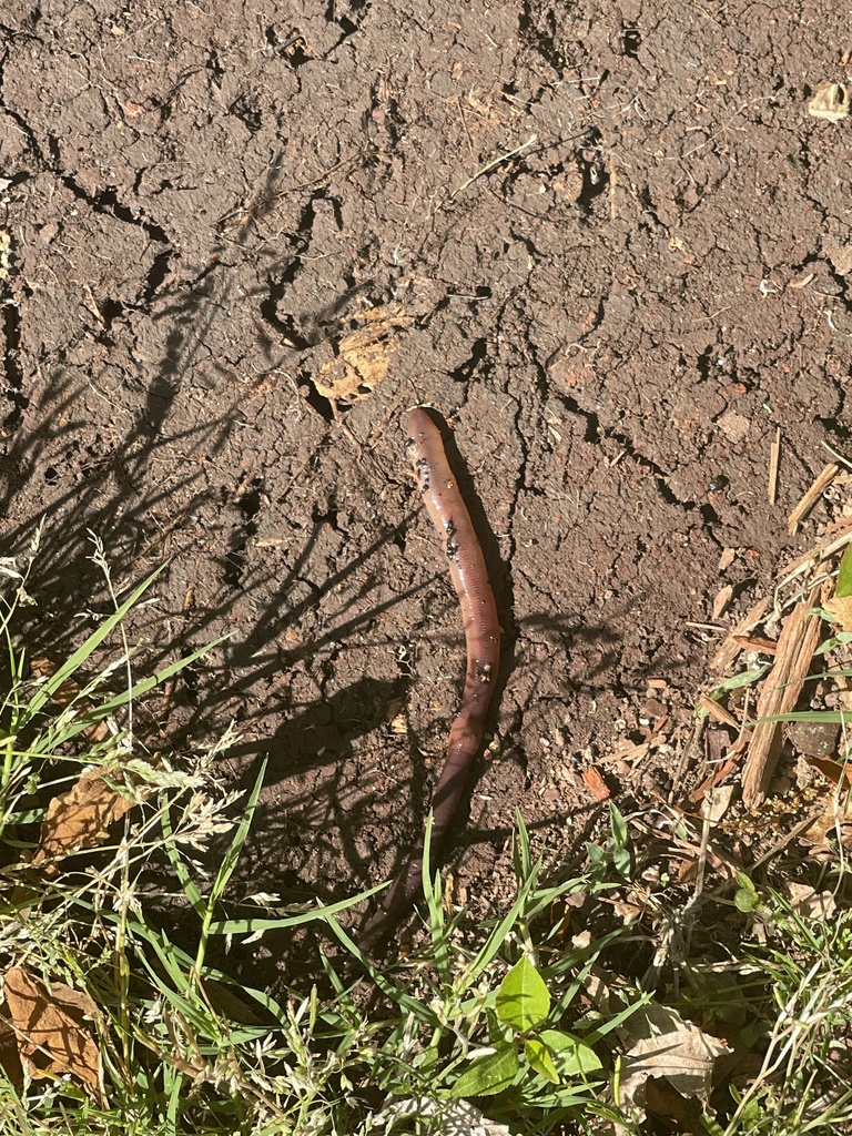Earthworms and allies from Clover Bank Rd, Mooresville, NC, US on April ...