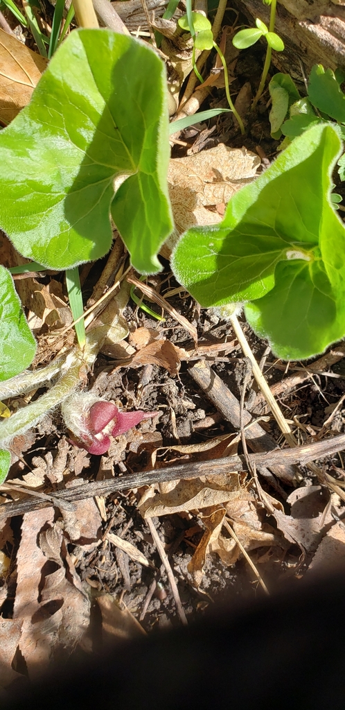 Canadian wild ginger from McLean County, US-IL, US on April 15, 2021 at ...