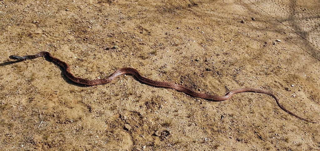 Red Coachwhip from Pima County, AZ, USA on April 15, 2021 at 08:53 AM ...