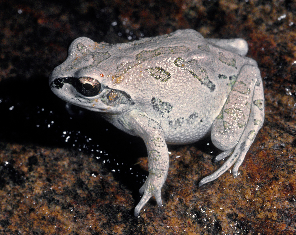 Illinois Chorus Frog in April 1997 by geneise · iNaturalist