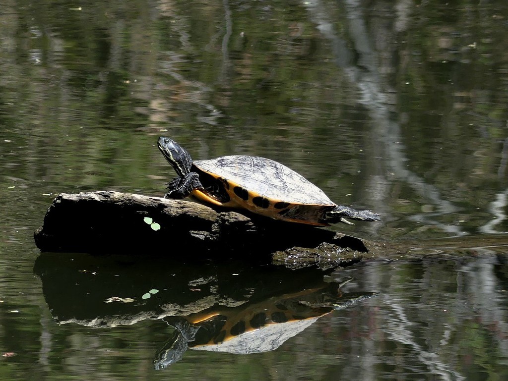 Northern Red-bellied Cooter in April 2021 by jpviolette · iNaturalist