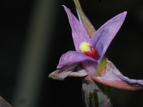 Hybrid Thelymitra formosa × t hatchii · iNaturalist