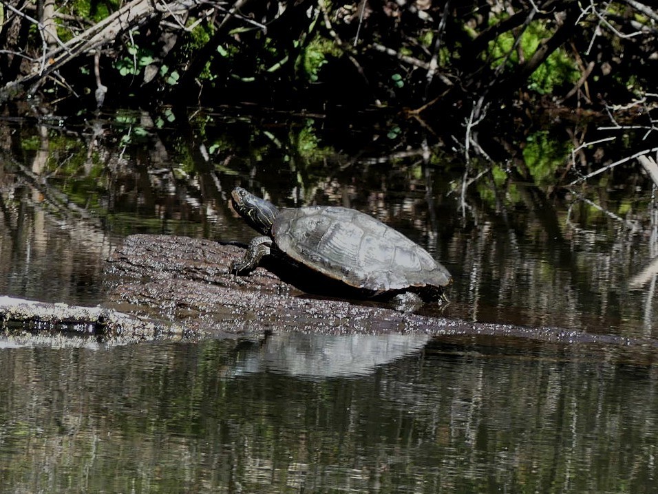Northern Red-bellied Cooter in April 2021 by jpviolette · iNaturalist