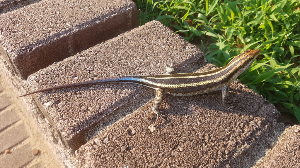 Rainbow Skink from Skukuza, 1350, Südafrika on November 22, 2017 at 06: ...
