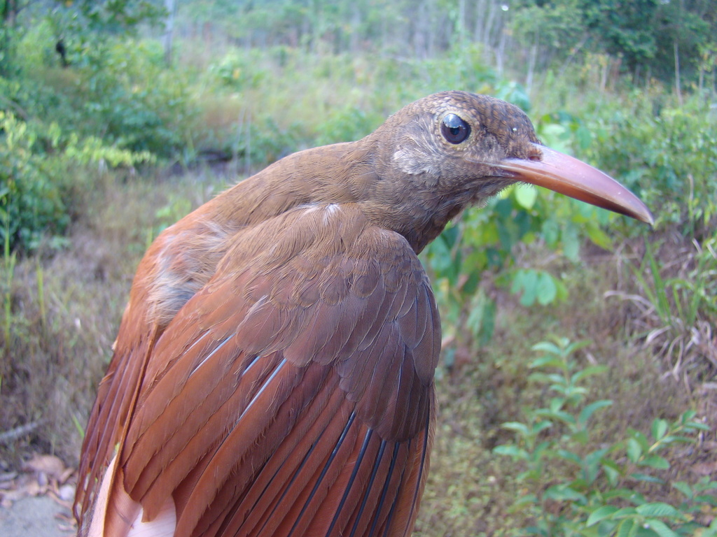 Uniform Woodcreeper (Uniform) (Hylexetastes uniformis uniformis ...