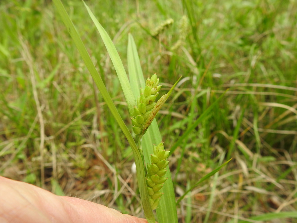 Thin-fruit Sedge from Bastrop County, TX, USA on April 15, 2021 at 09: ...