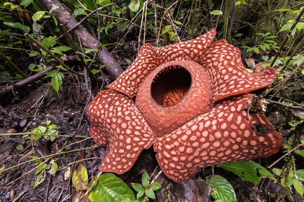 Arnold's rafflesia in May 2019 by Maria Wagner · iNaturalist