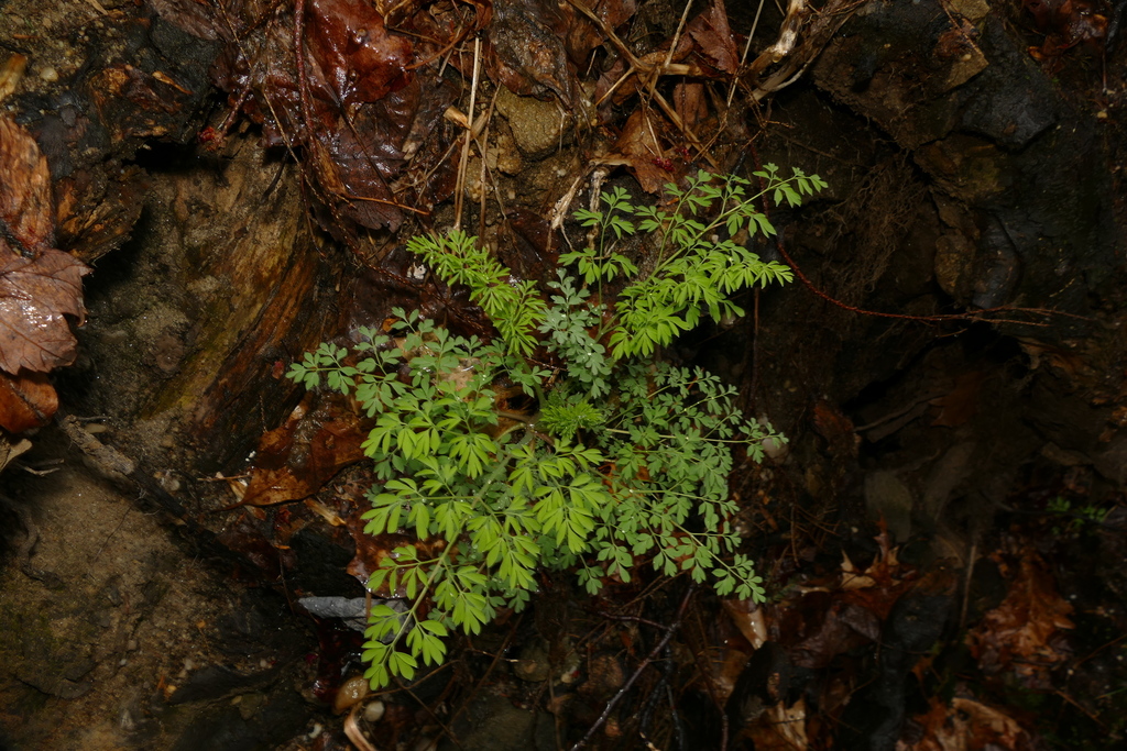climbing fumitory in April 2021 by Shaun Pogacnik. Almost a dozen ...
