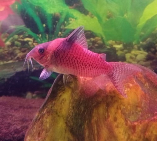 Corydoras delphax · iNaturalist