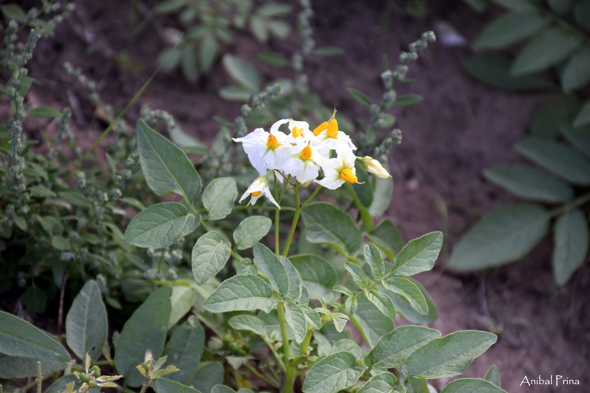 Solanum chacoense Bitter