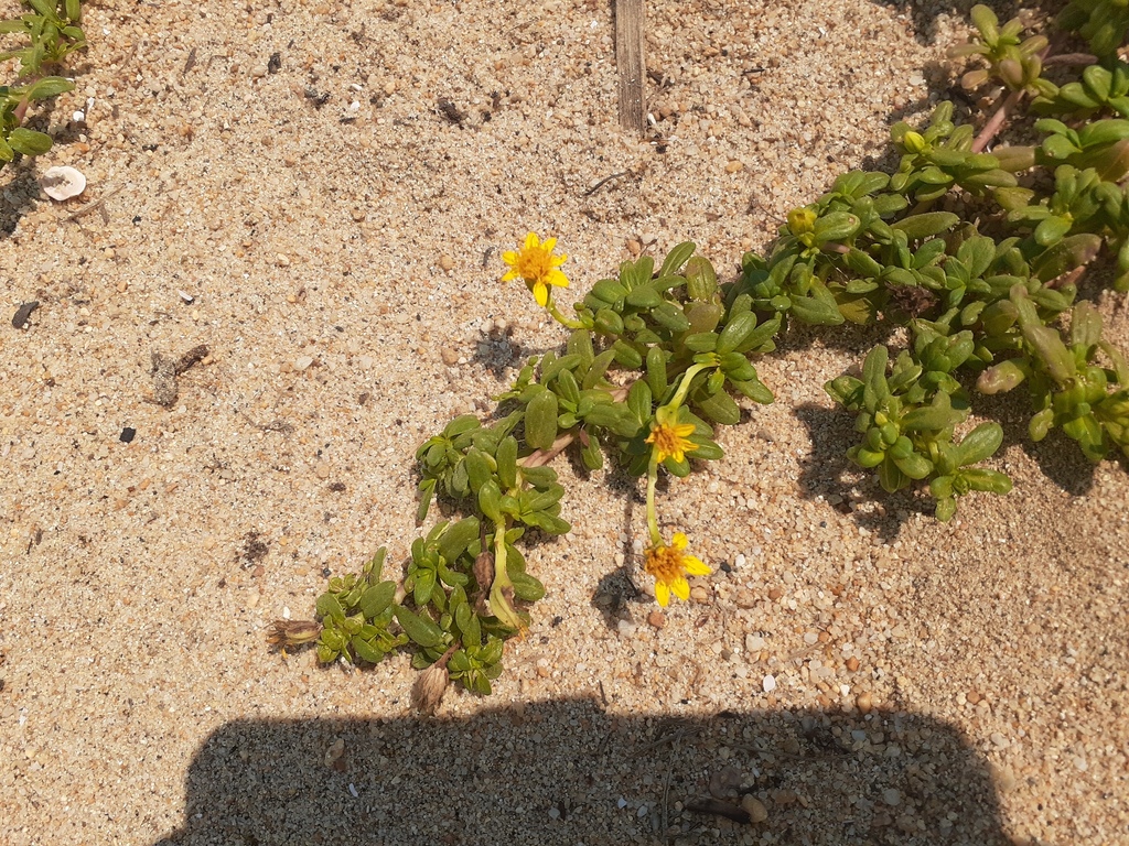Pectis multiflosculosa from Copala, Gro., Mexico on March 31, 2021 at ...