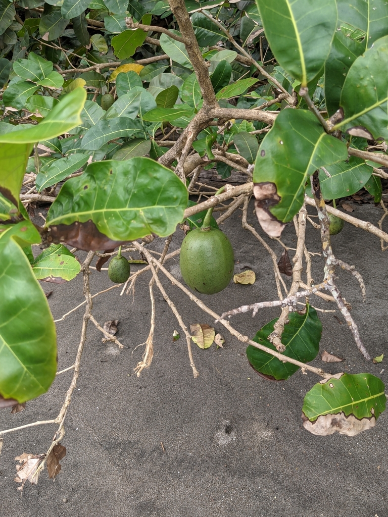 black calabash from Costa Rica on April 15, 2021 at 10:47 AM by Jacob ...