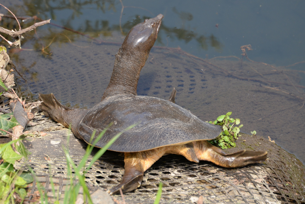 Amur Softshell Turtle in April 2021 by Alan Broderick · iNaturalist