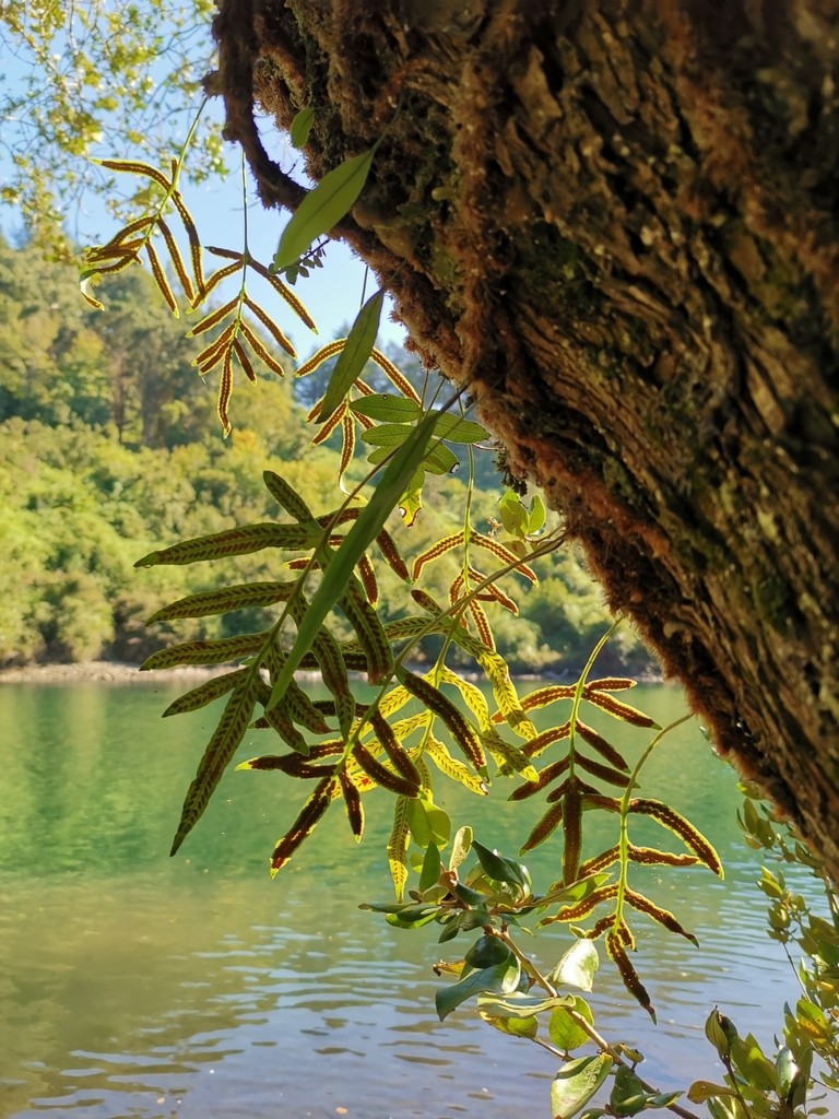 Calahuala (Plantas comunes en jardines del Noroeste de la Patagonia ...