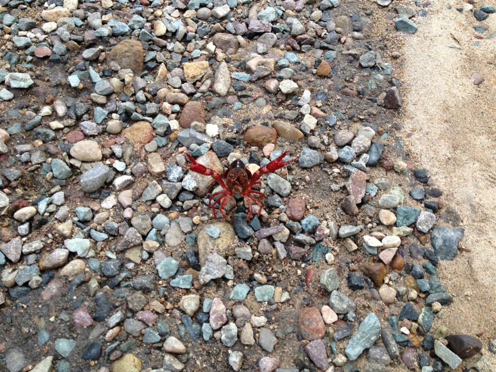 Red Swamp Crayfish from Los Peñasquitos Canyon Preserve, San Diego, CA ...