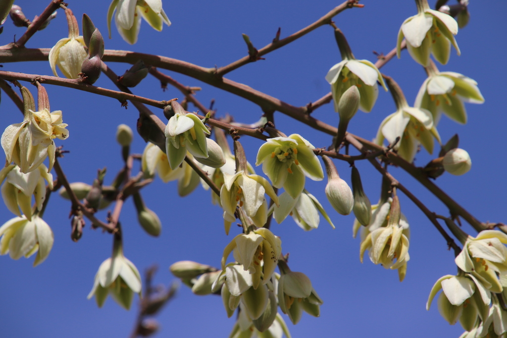 Mauritius hemp (Furcraea foetida) - Botanical Realm