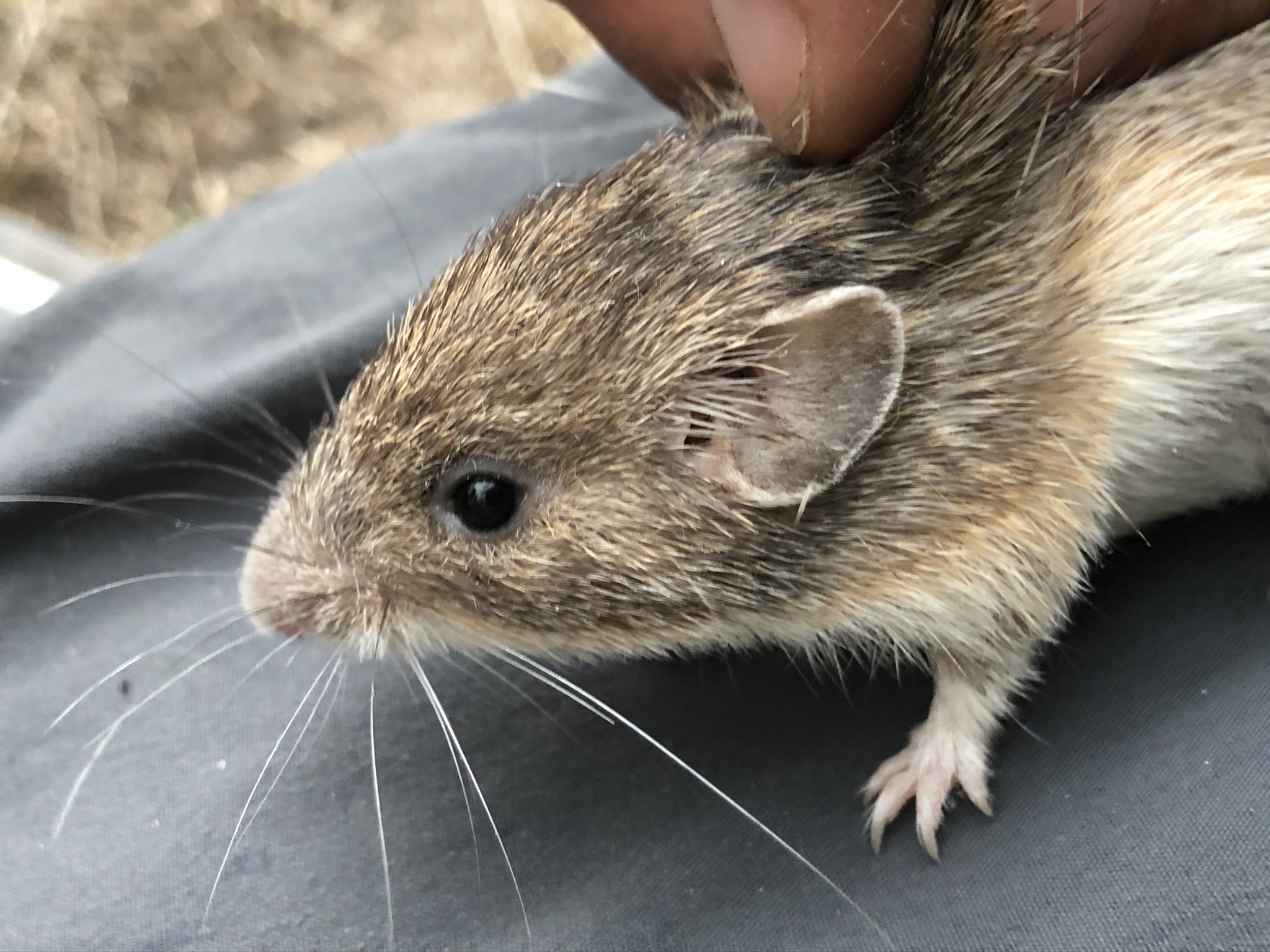 Heteromys irroratus (Gray, 1868)
