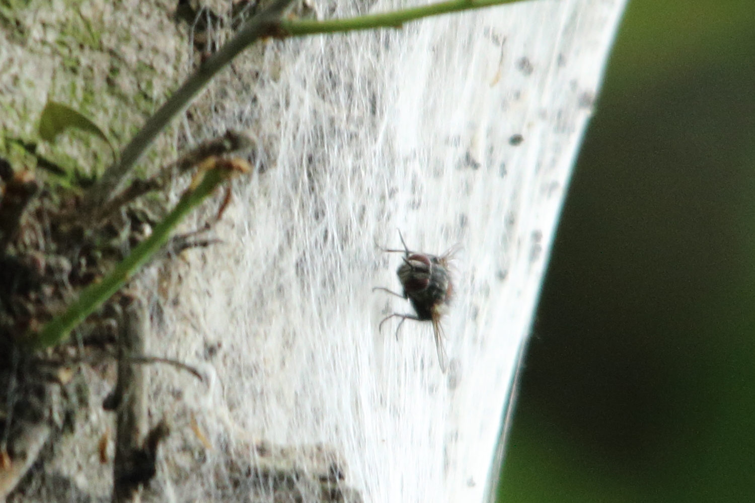 Carcelia Iliaca