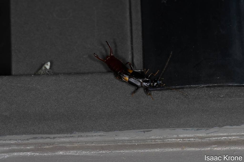 Toothed Earwig from Organ Pipe Cactus National Monument, Pima, Arizona ...