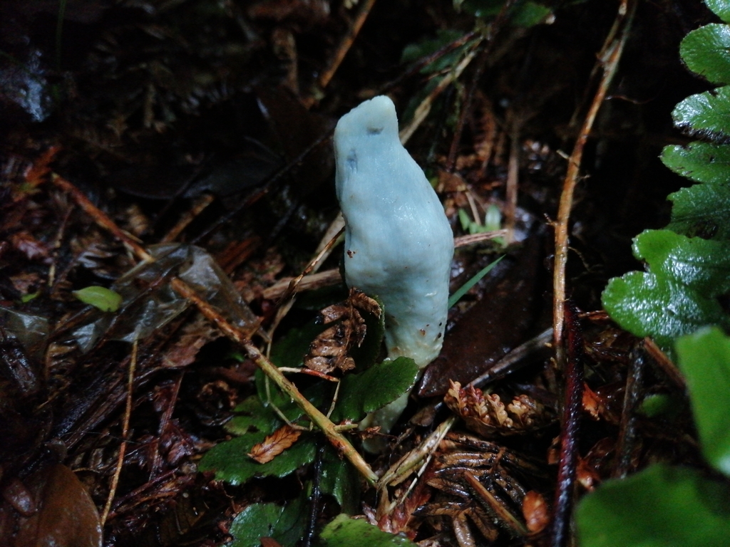 Blue Pouch Fungus from Turitea, New Zealand on April 16, 2021 at 01:24 ...