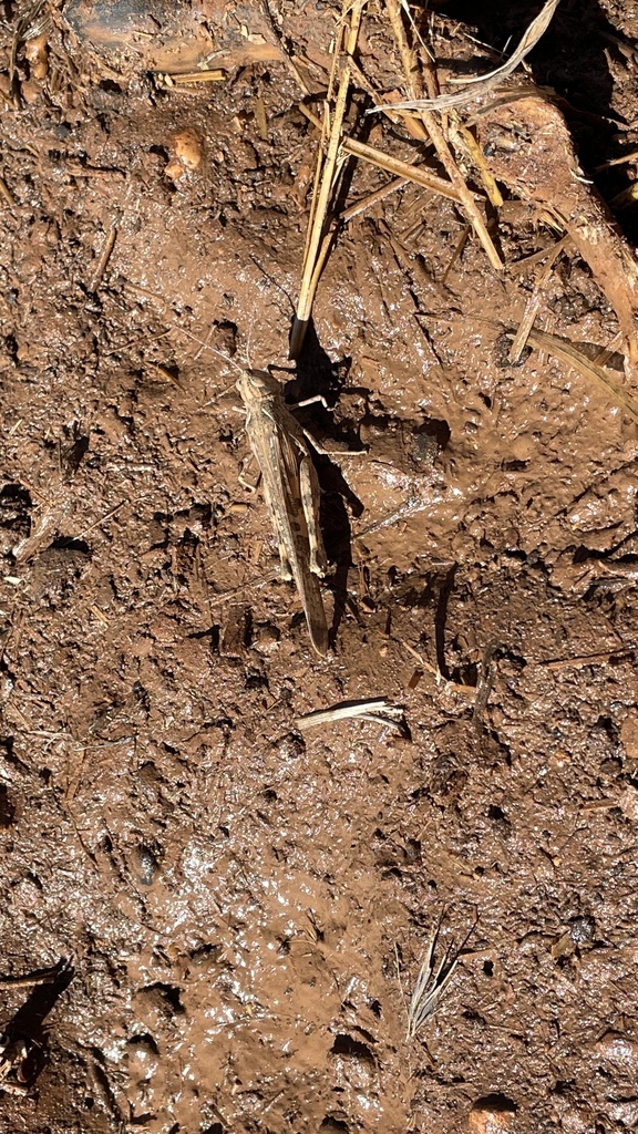 Australian Plague Locust from Willowie, SA, AU on April 14, 2021 at 12: ...