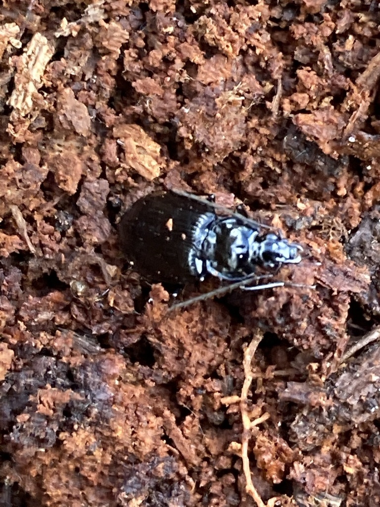 Ground Beetles from Andover, MN 55304, USA on April 15, 2021 at 02:32 ...