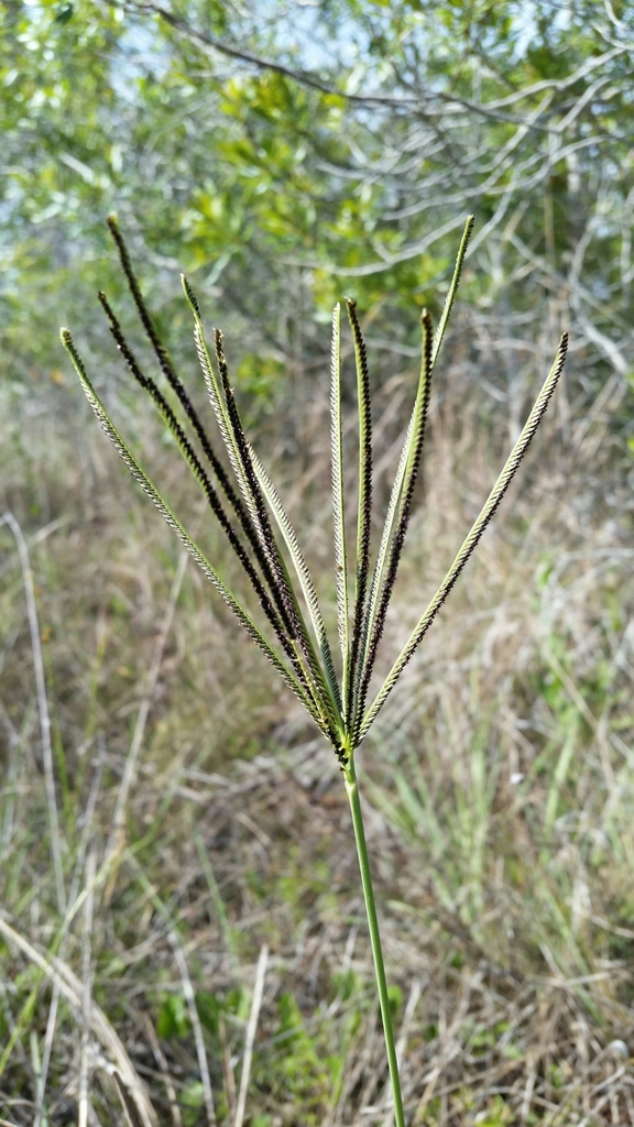 Saltmarsh Finger Grass from Fort Myers, FL 33908, USA on April 15, 2021 ...