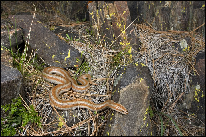 Coastal Rosy Boa in March 2008 by xanderzee · iNaturalist