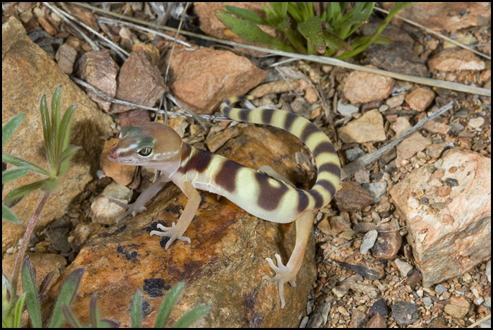 Desert Banded Gecko from Kern County, CA, USA on March 08, 2008 at 02: ...