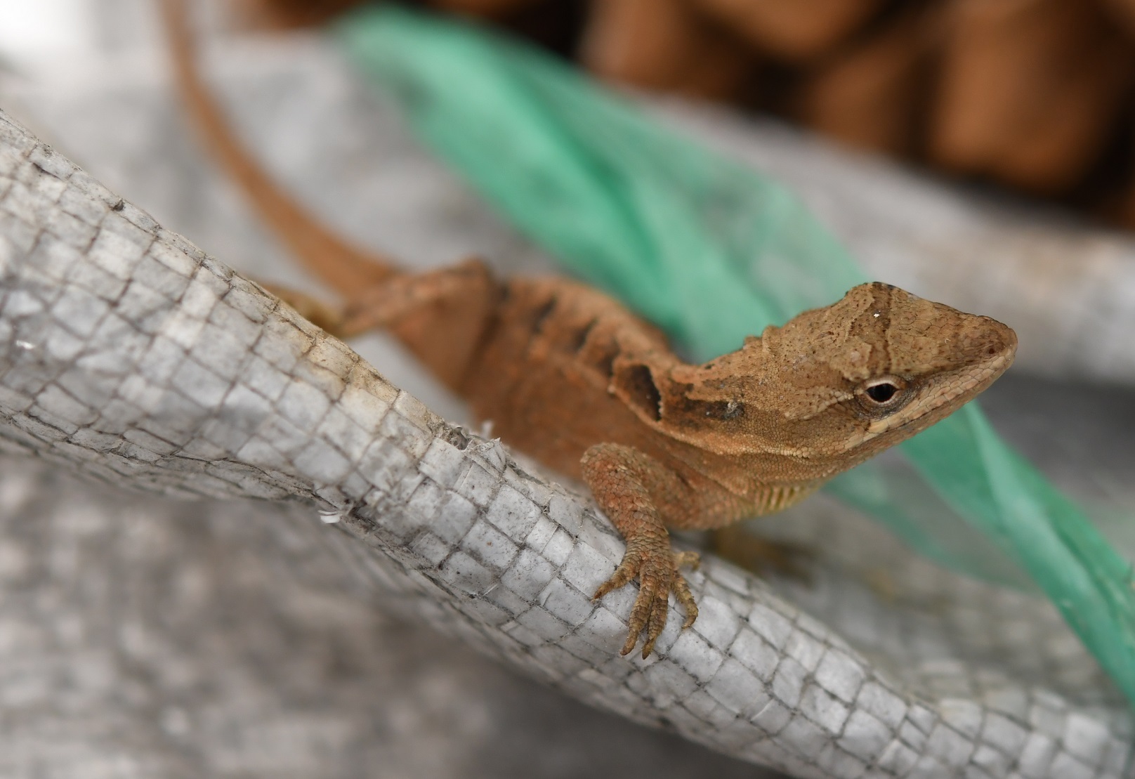 Anolis anisolepis Smith, Burley & Fritts, 1968