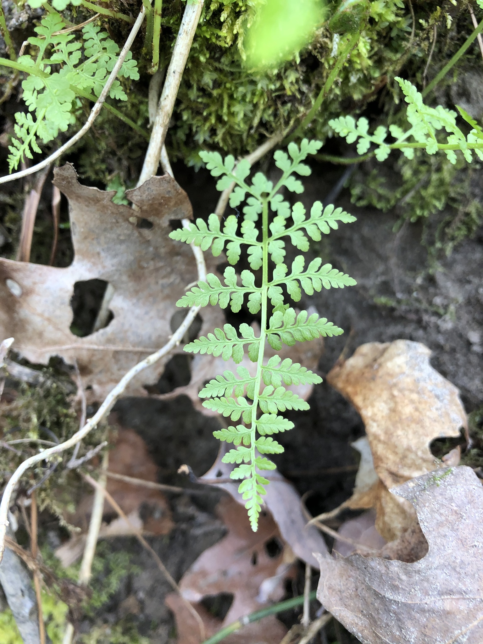 Cystopteris tenuis (Michx.) Desv.