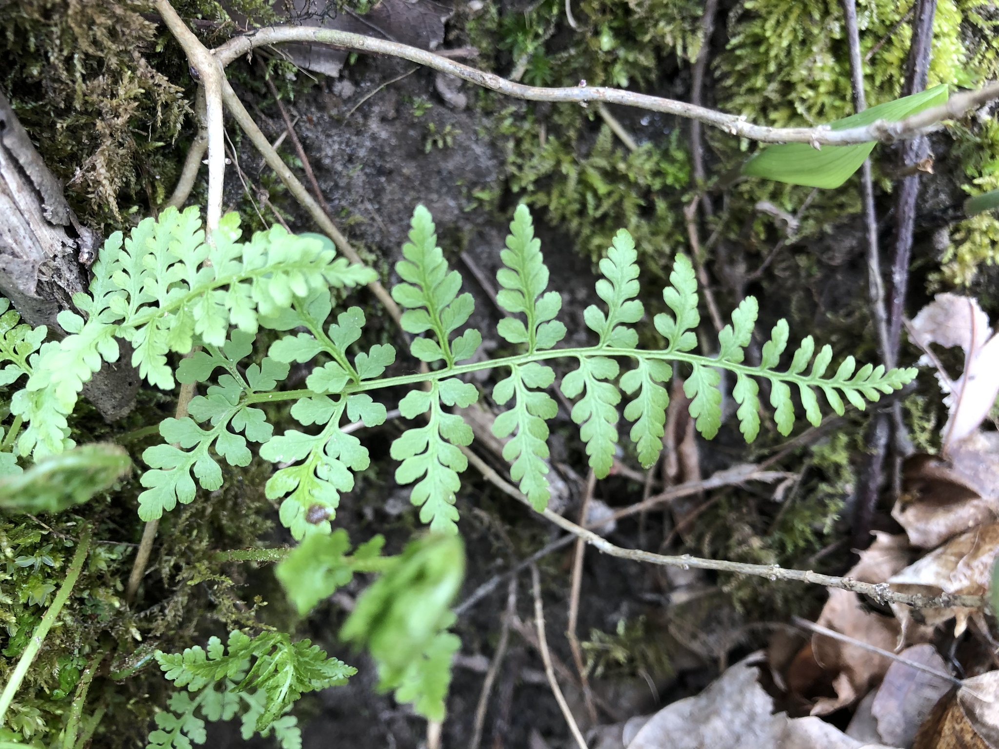 Cystopteris tenuis (Michx.) Desv.