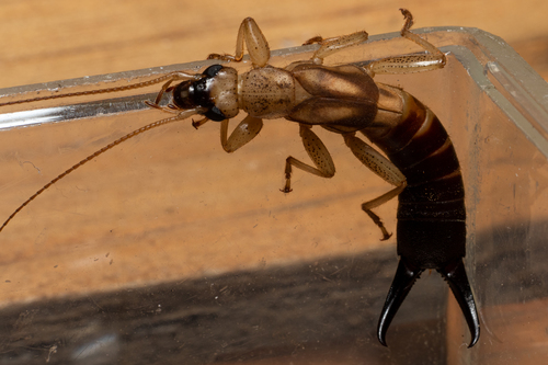 Genus Pyge · iNaturalist