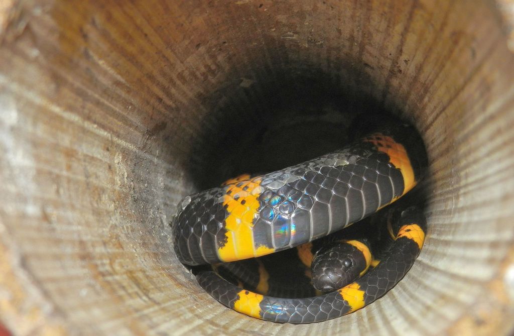 Terrestrial Snail Sucker from Xilitla, S.L.P., México on December 09 ...