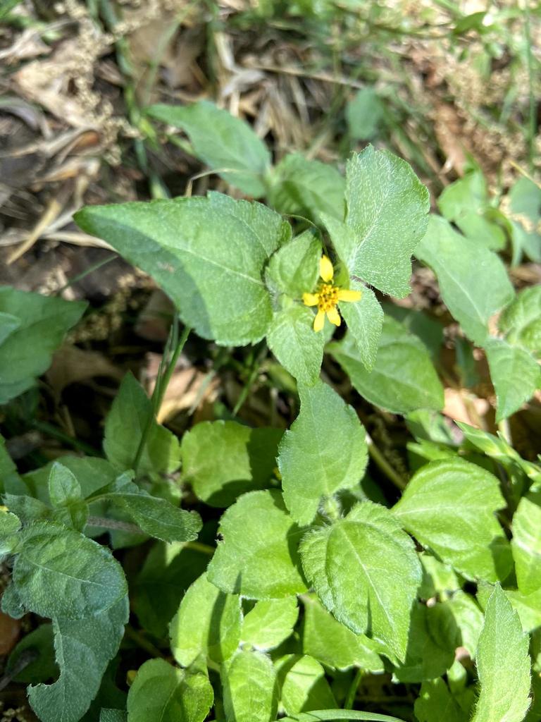 straggler daisy from Allen, TX, USA on April 07, 2021 at 12:26 PM by ...