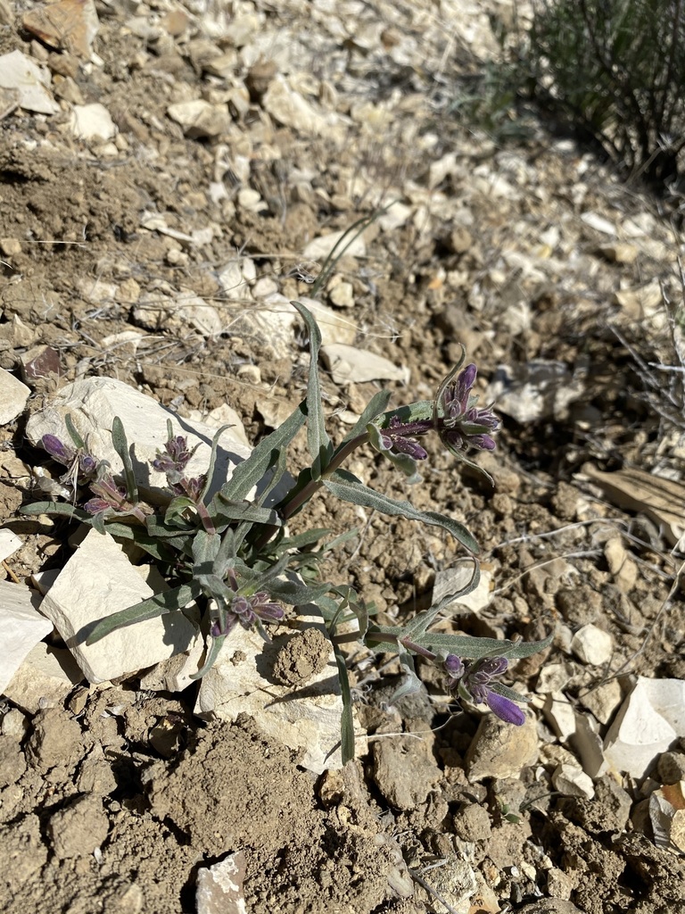Malheur Penstemon from Malheur, Oregon, United States on April 15, 2021 ...