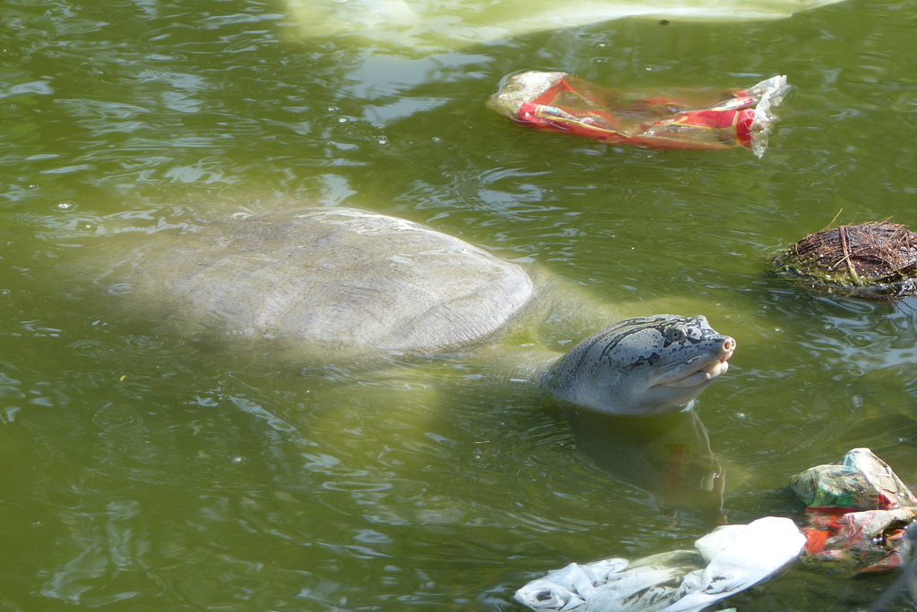Ganges Softshell Turtle in September 2016 by Jonathan Hakim · iNaturalist