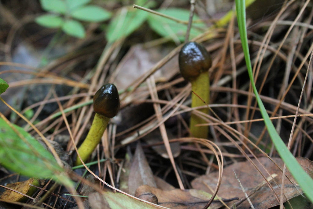 Tolypocladium from Puerto El Floripondio, Jalisco, México on August 31 ...