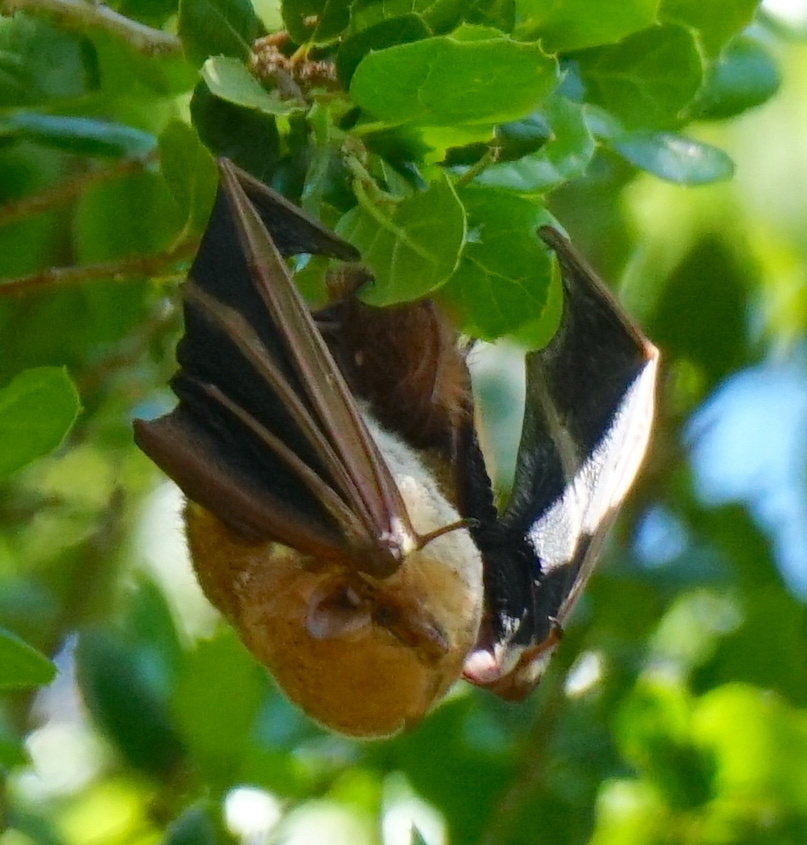 Western red bat from Richmond, CA, USA on April 15, 2021 at 01:46 PM by ...