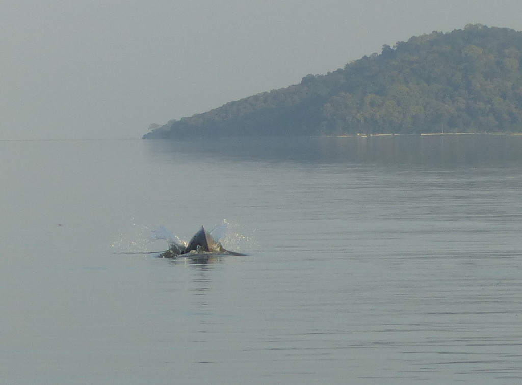 Ganges River Dolphin (Platanista gangetica) - Know Your Mammals