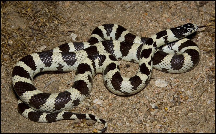 California King Snake from Kern County, CA, USA on June 04, 2008 at 12: ...