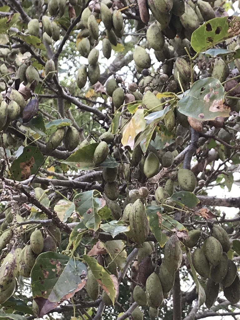 Indian beech tree from Rakhine, MM on April 10, 2021 at 05:24 PM by ...