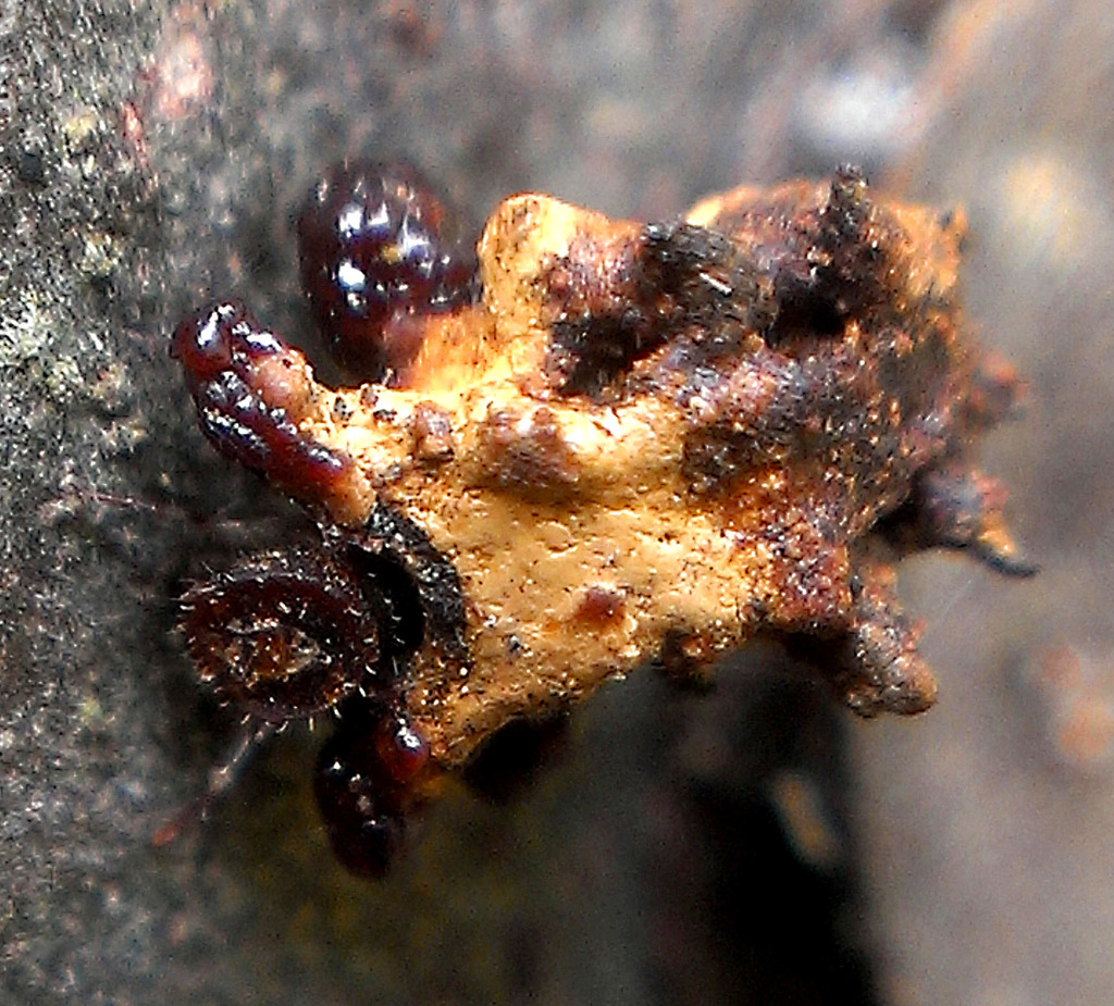 Case-bearing Leaf Beetles in June 2016 by juliegraham173 · iNaturalist