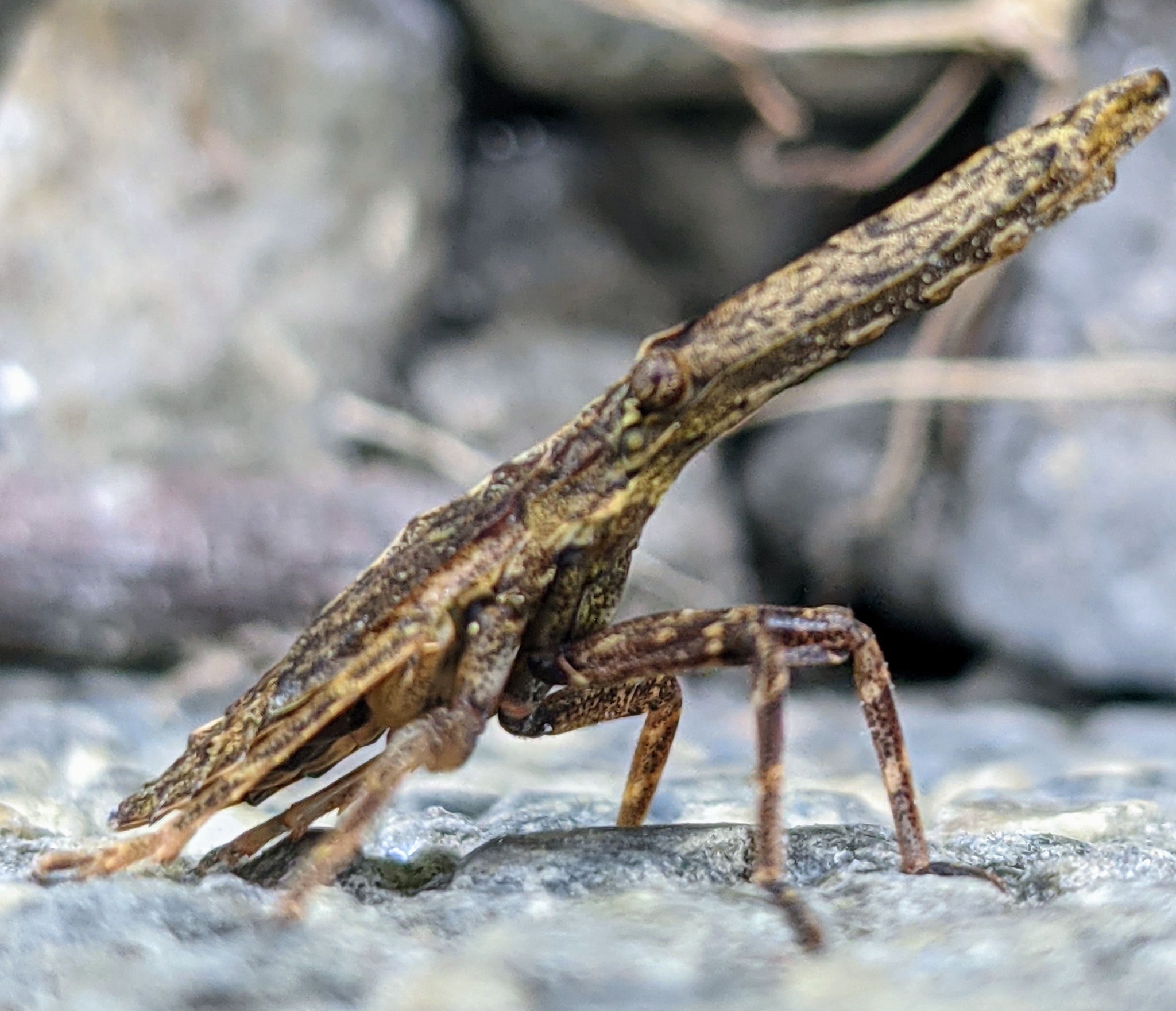 Pyrops watanabei (Matsumura, 1913)