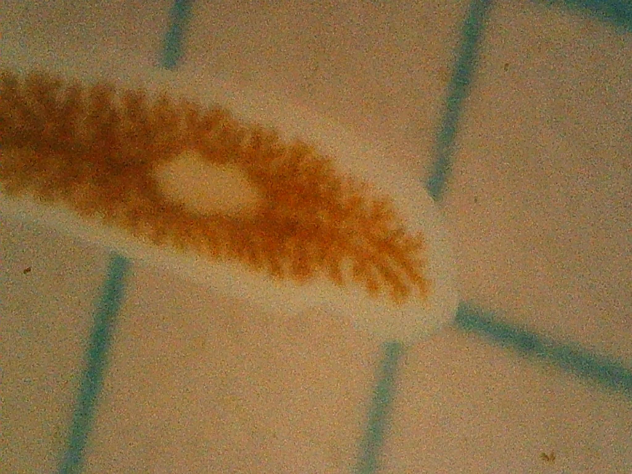 Dendrocoelidae