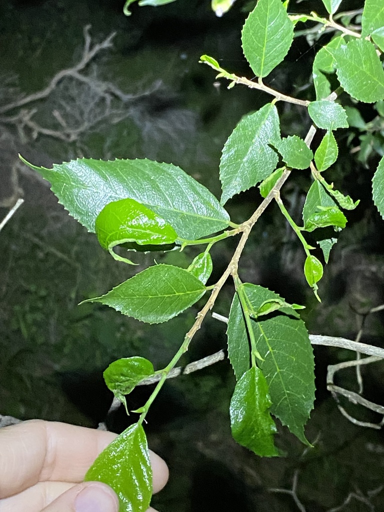 whalebone tree from Wacol, QLD, AU on April 16, 2021 at 08:31 PM by ...