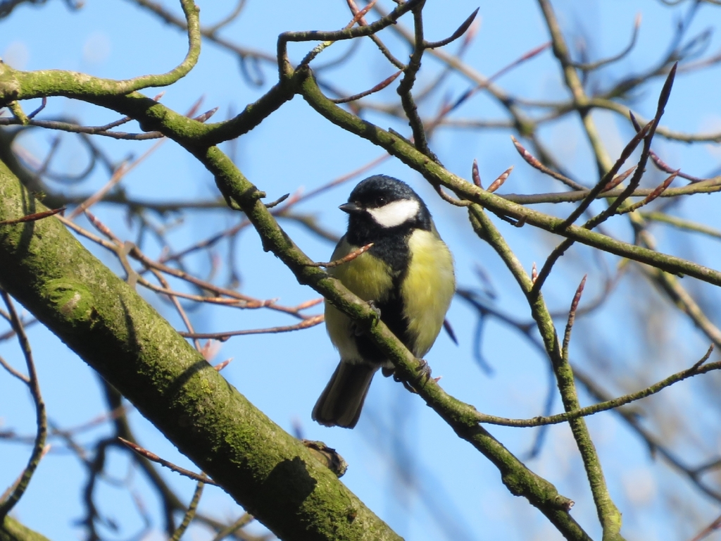 Great Tit from Clitheroe BB7 9PP, UK on April 16, 2021 at 10:33 AM by Calum McLennan · iNaturalist