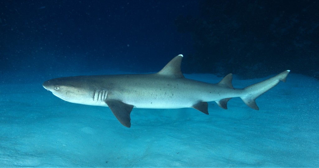 Whitetip Reef Shark from Holmes Reefs on April 07, 2021 at 03:10 PM by ...