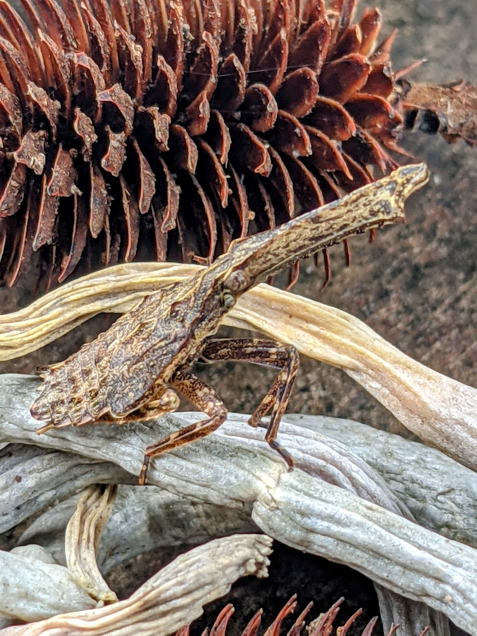 Pyrops watanabei (Matsumura, 1913)